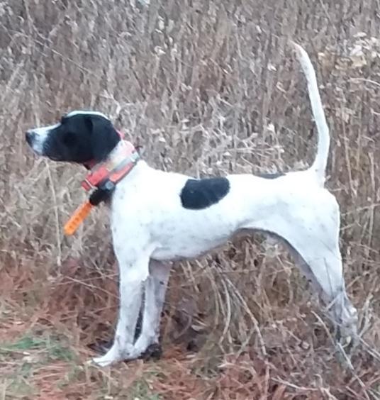 FIELD TRIAL POINTER