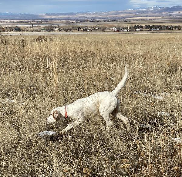 SHADOW OAK BO - STARTED ENGLISH SETTER