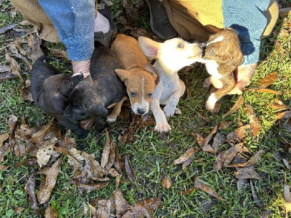 OMCBA PUPS FOR SALE