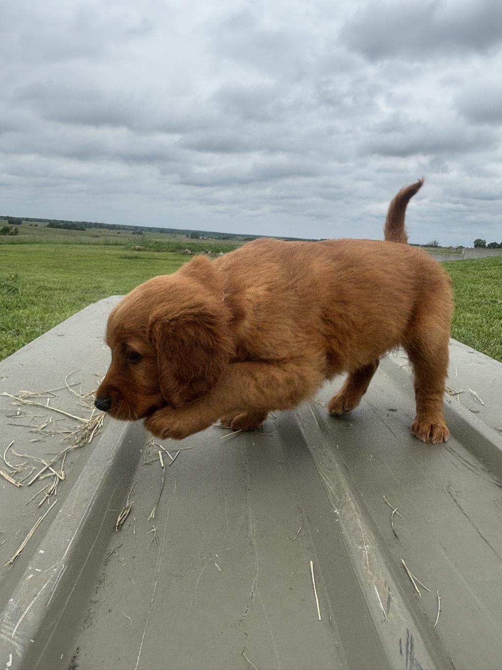 FIELD BRED GOLDEN RETRIEVER PUP - DUAL REG.