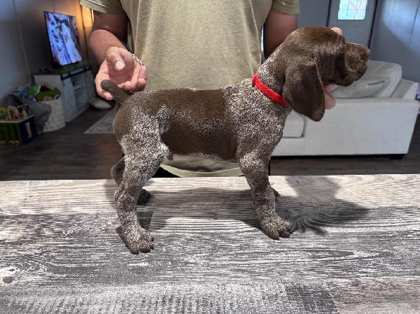 AKC GSP PUPPIES