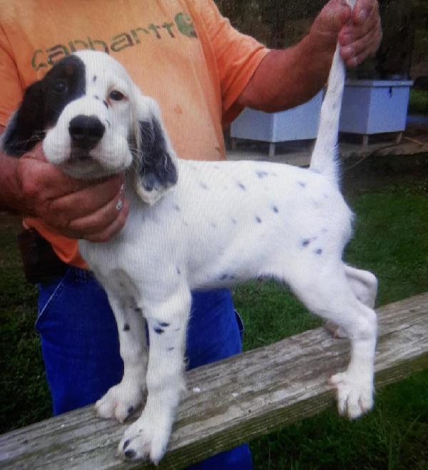 English Setter