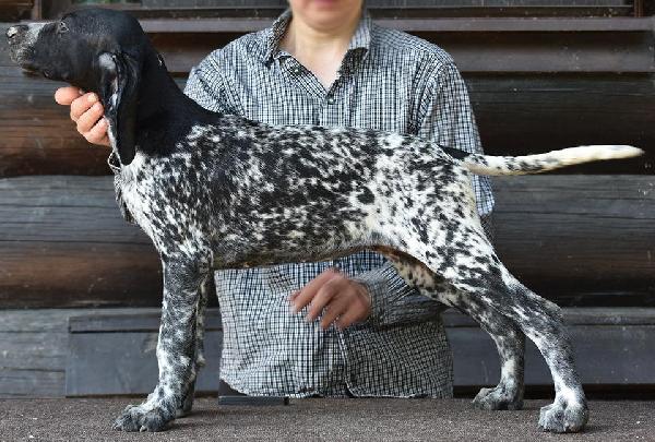 German Shorthaired Pointer