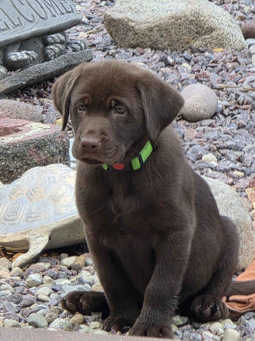 AKC CHAMPION LINE CHOCOLATE LAB PUPPIES