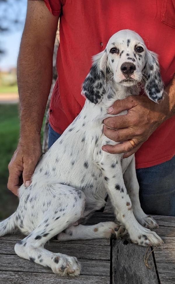 Llewellin Setter for sale