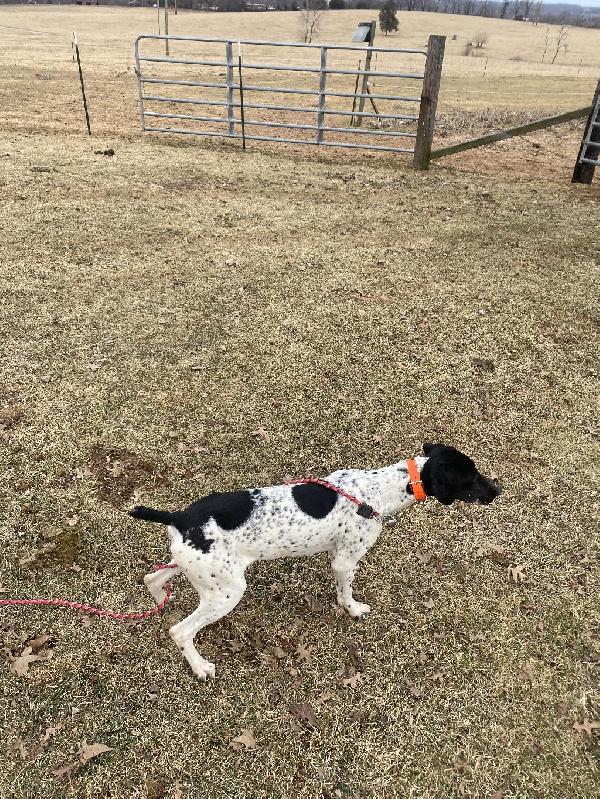 10MONTH OLD GSP FEMALE