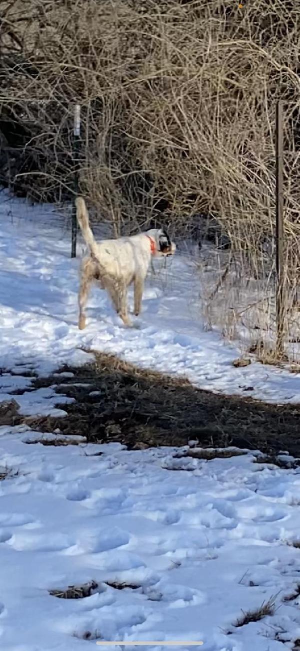 4 YR OLD SON OF SHADOW OAK BO