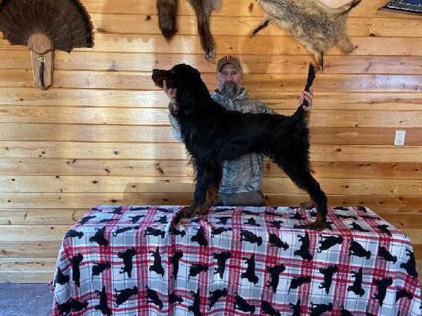 FIELD BRED GORDON SETTER PUPPIES