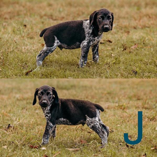 AKC REGISTERED GSP PUPPY - AVAILABLE 12/12!