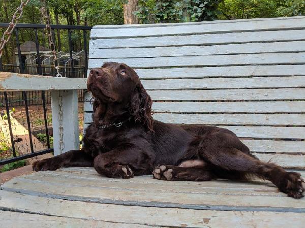 YEAR OLD MALE BOYKIN SPANIEL