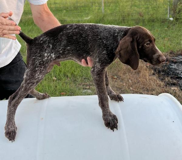 GERMAN SHORTHAIRED PUPPIES
