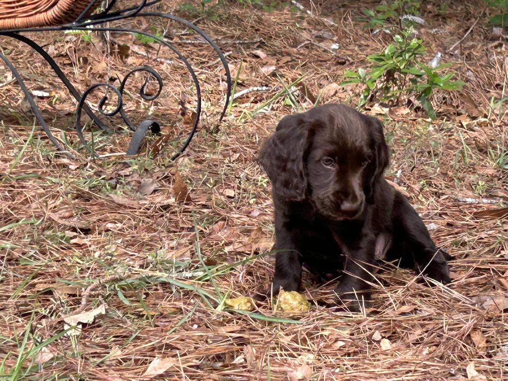 FIELD BRED LIVER FEMALE