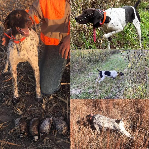 TOP NOTCH HUNTERS. TOP NOTCH BLOODLINES