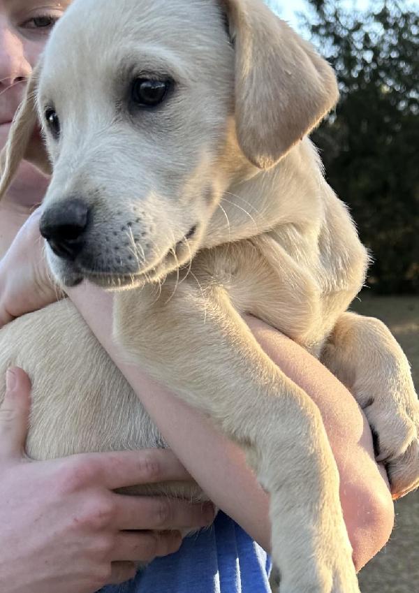 AKC BRITISH LABRADORS