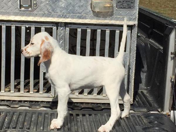 SHADOW OAK BO X JETSETTER PUPPY