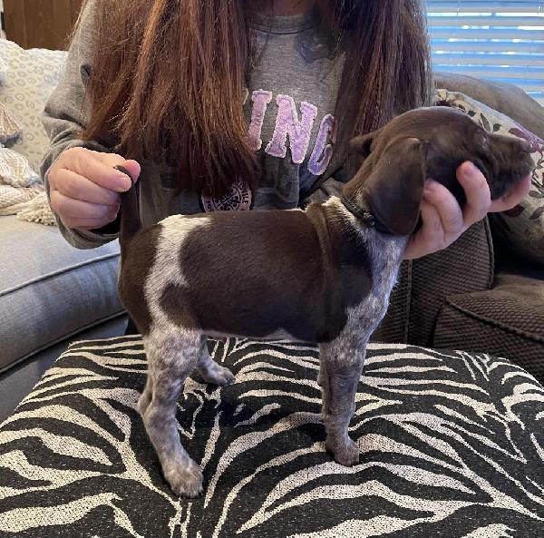 GSP - BLACK; LIVER ROAN AND MALE