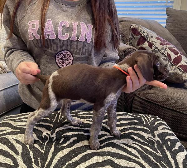 GSP - ORANGE; LIVER ROAN AND MALE