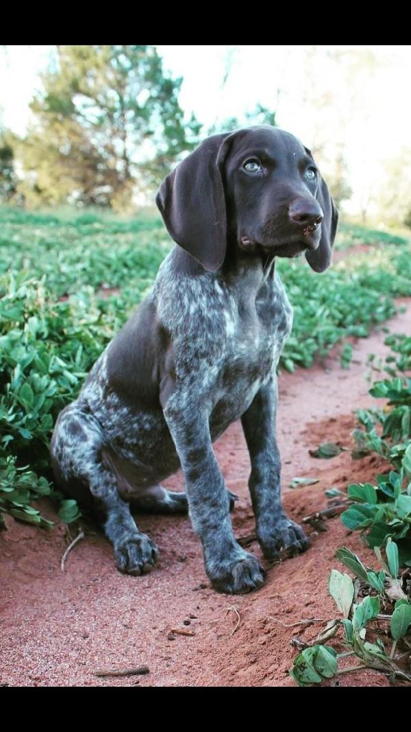 German Shorthaired Pointer - Puppies for Sale