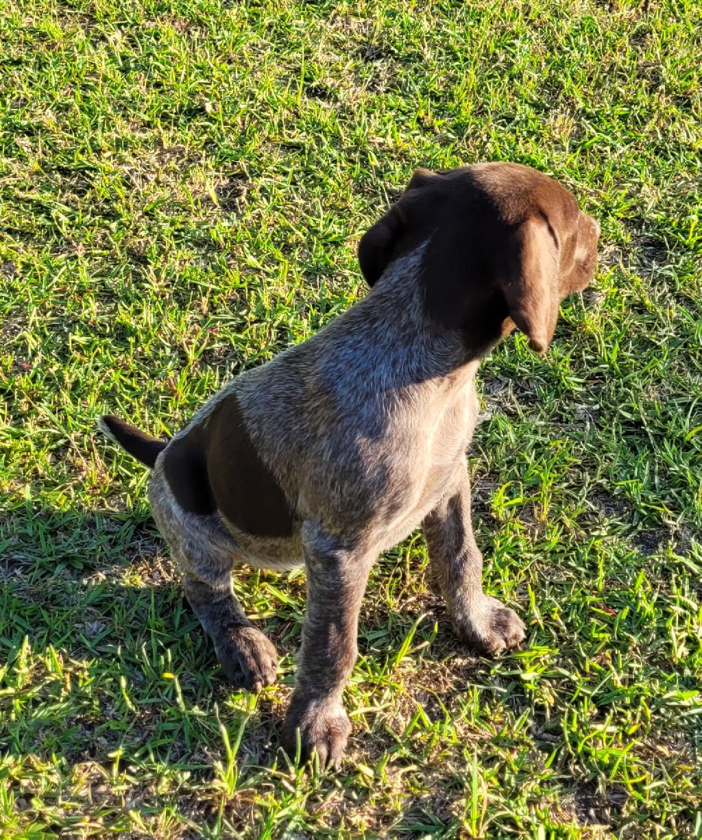 GERMAN SHORT HAIR PUPPIES