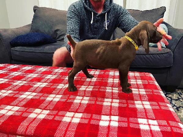 AKC GSP- GREAT HUNTING PARENTS