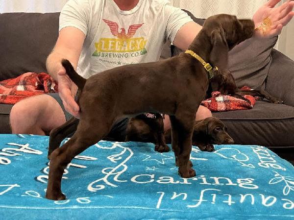 AKC GSP- GREAT HUNTING PARENTS