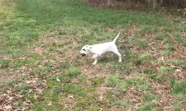 TRI-COLOR BELTON LLEWELLIN SETTER MALE
