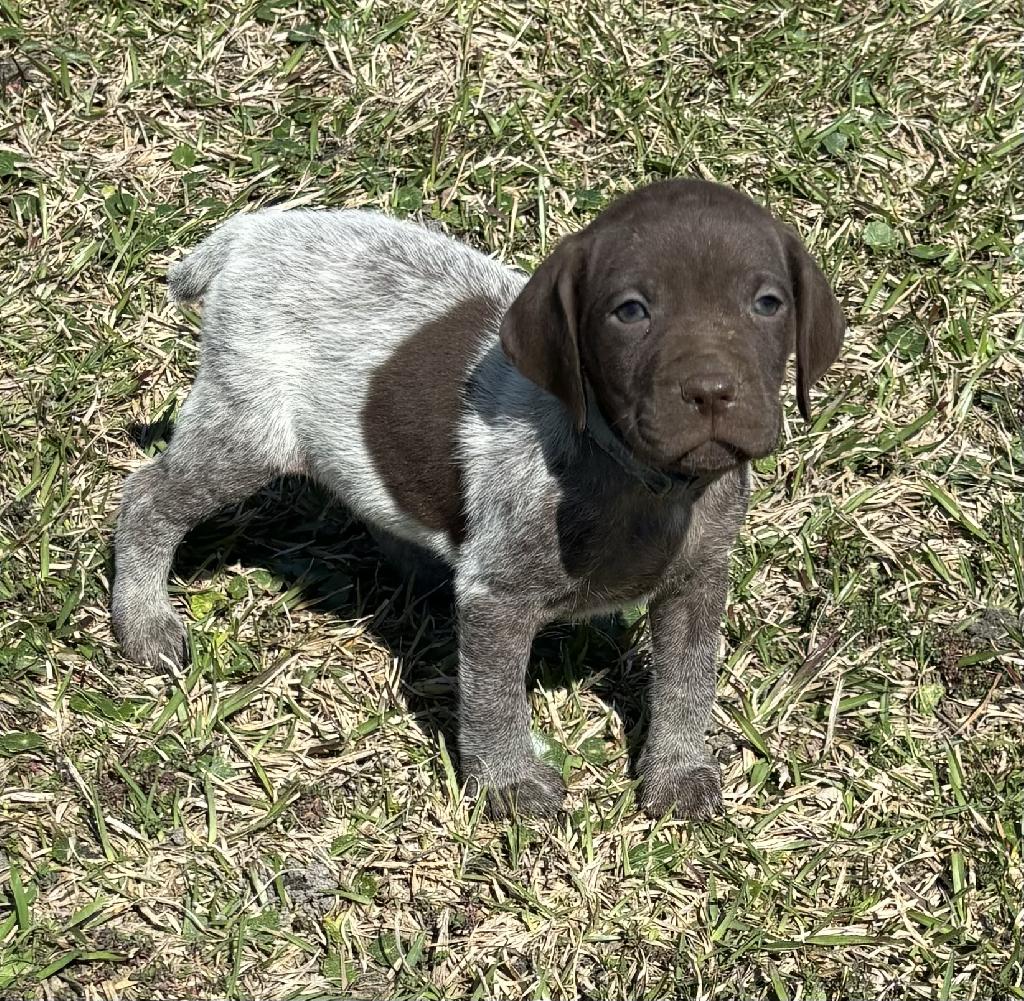 HANDSOME LIVER/ROAN MALE READY 3/15/24!