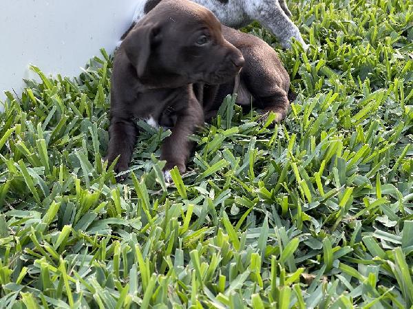 AKC GSP FOR SALE