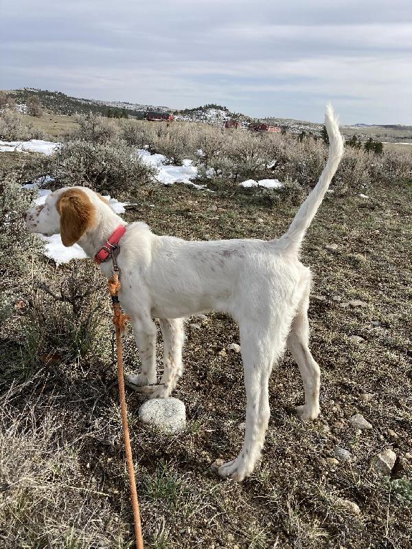 STARTED FEMALE SETTER