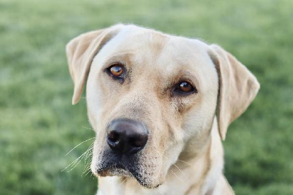 MALE YELLOW LABRADOR RETRIEVER