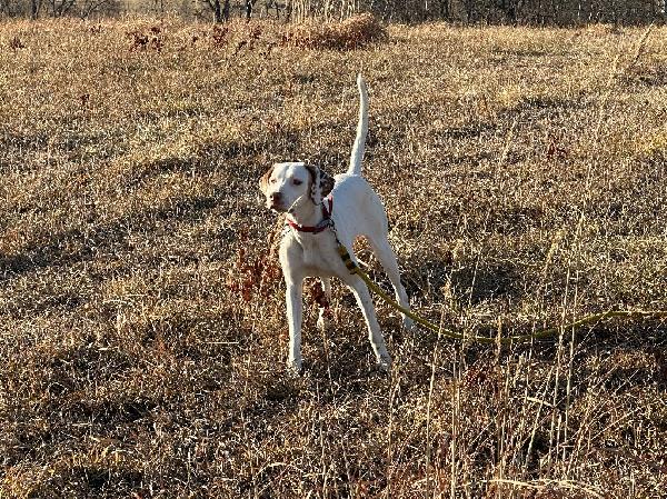 English Pointer
