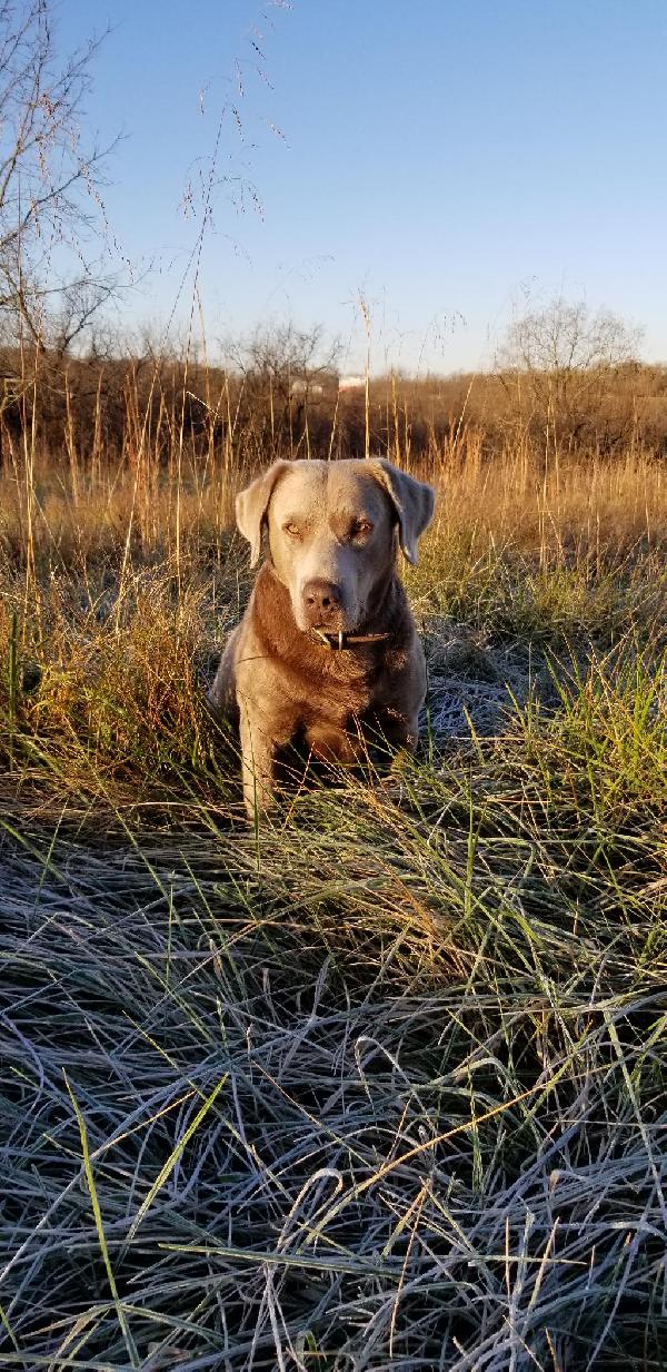STARTED MALE CHOCOLATE DILUTE