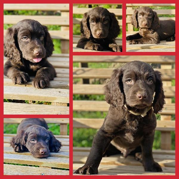 MALE BSS BOYKIN SPANIEL PUP