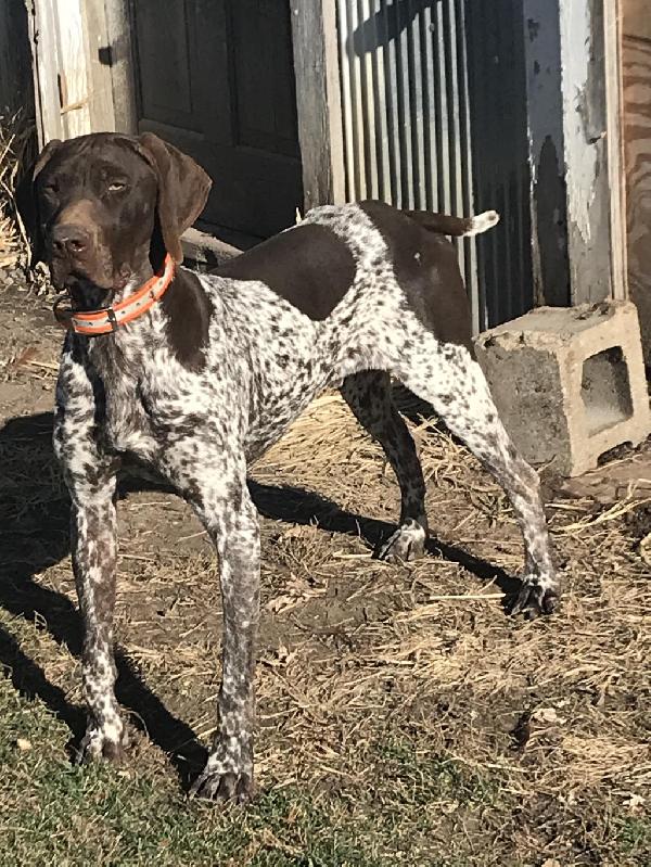 AKC REGISTERED GSP STUD DOG AVAILABLE