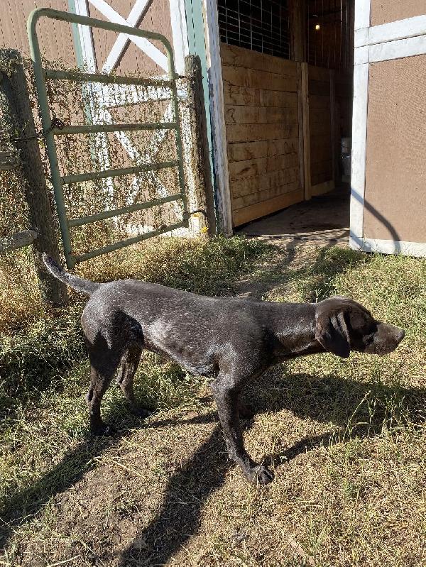 REHOMING AKC GSP