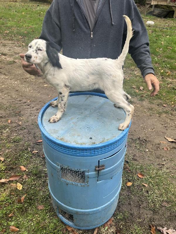 GRIDIRON X SHADOW OAK BO PUPPIES