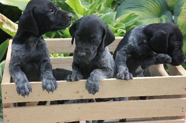 GSP - AKC - IOWA - READY MID JULY 2022