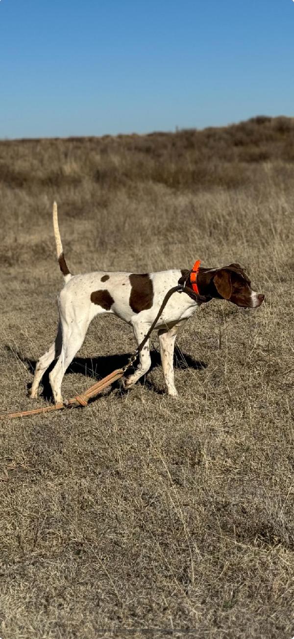 English Pointer for sale