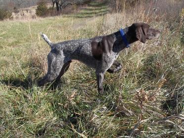 NATIONAL CHAMPION SIRED GSP PUPS.