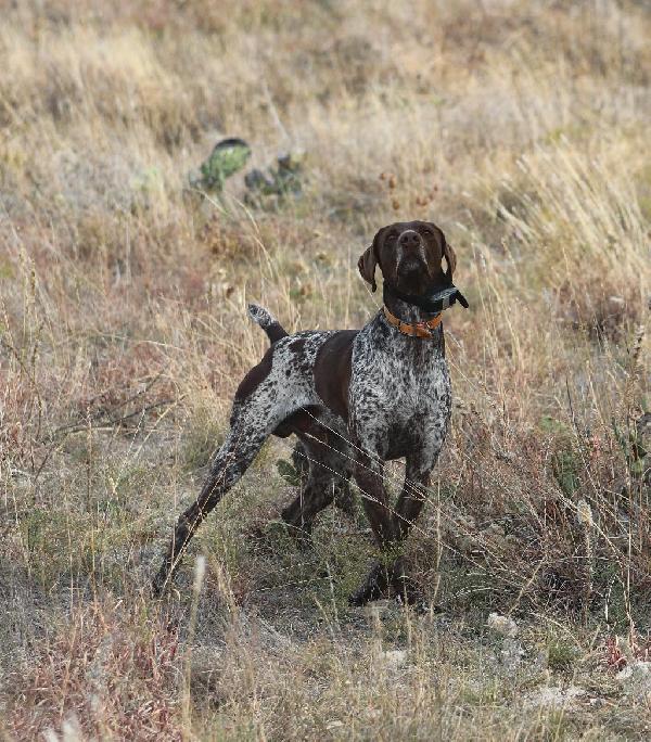 German Shorthaired Pointer - Puppies for Sale
