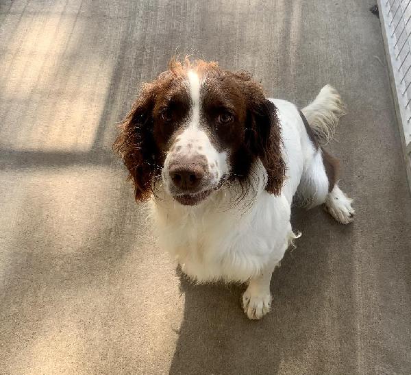 FULLY TRAINED ENGLISH SPRINGER SPANIEL