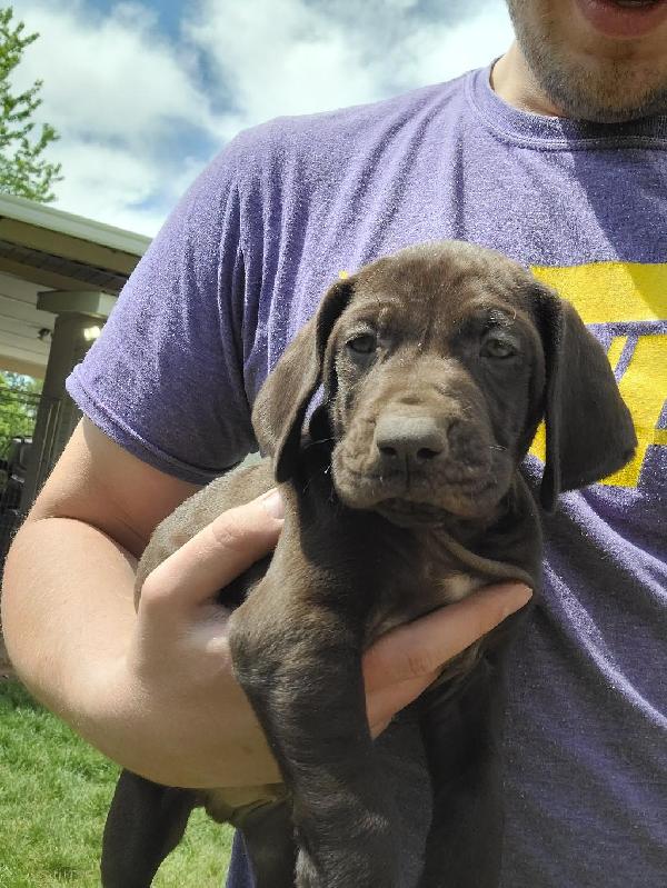 LIVER GERMAN SHORTHAIRED POINTER AKC