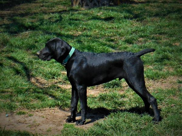 GSP MALE STARTED PUPS, 6 MOS., 2 BOYS, 1 GIRL