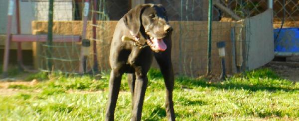AKC BLACK SOLID FEMALE KIMBER PEDI HAD CHAMPS