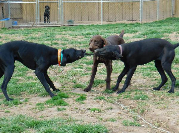 3 GSP PUPS, AKC, 2 NGDCHSCHMPS ONPEDIGRE