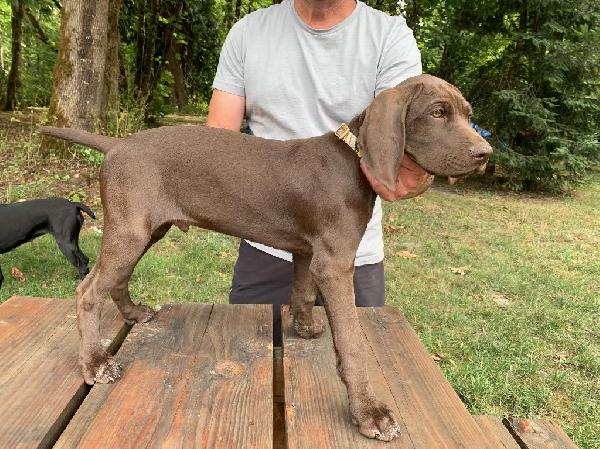 GSP LIVER MALE PUP AVAILABLE