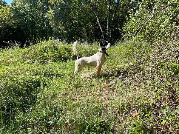 English Setter for sale