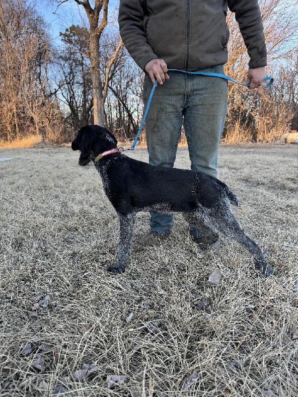 GERMAN WIREHAIR POINTER