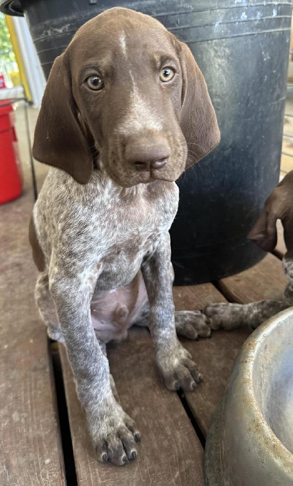 AKC GSP LIVER MALE