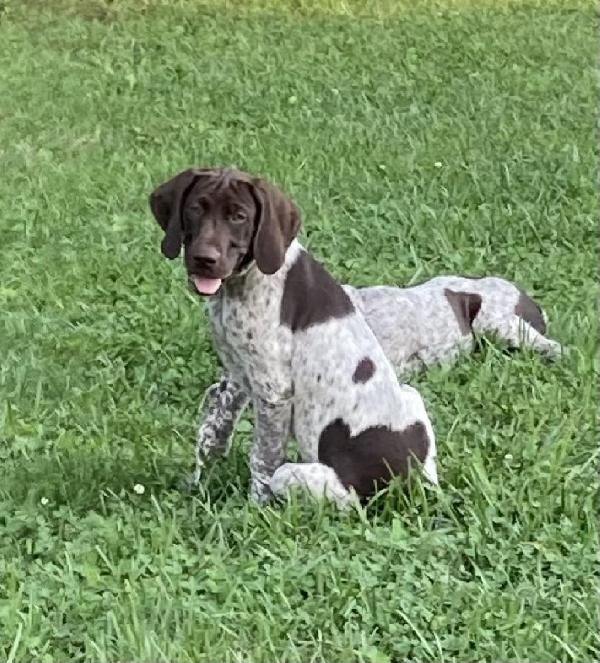 GSP AKC REGISTERED PARENTS